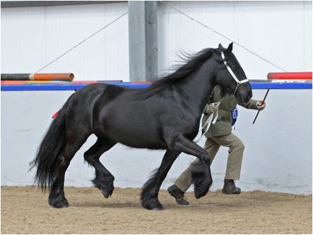 Showing Guidelines – Dales Pony Society